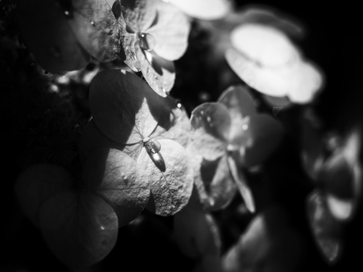 梅雨間近 | GANREF