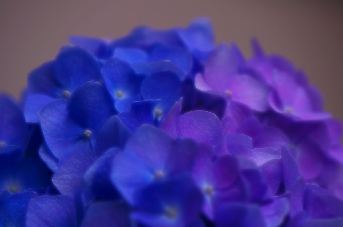 Blue&Violet | GANREF