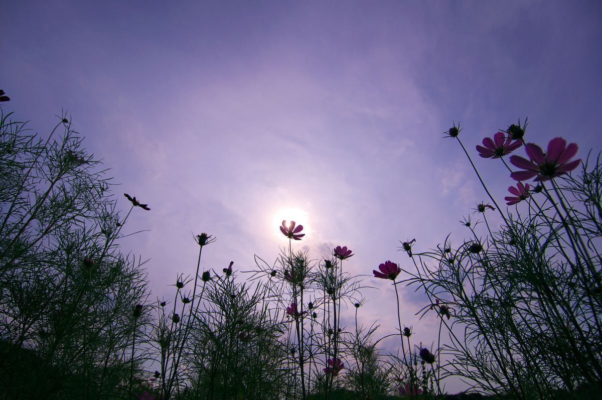 Summer Cosmos | GANREF