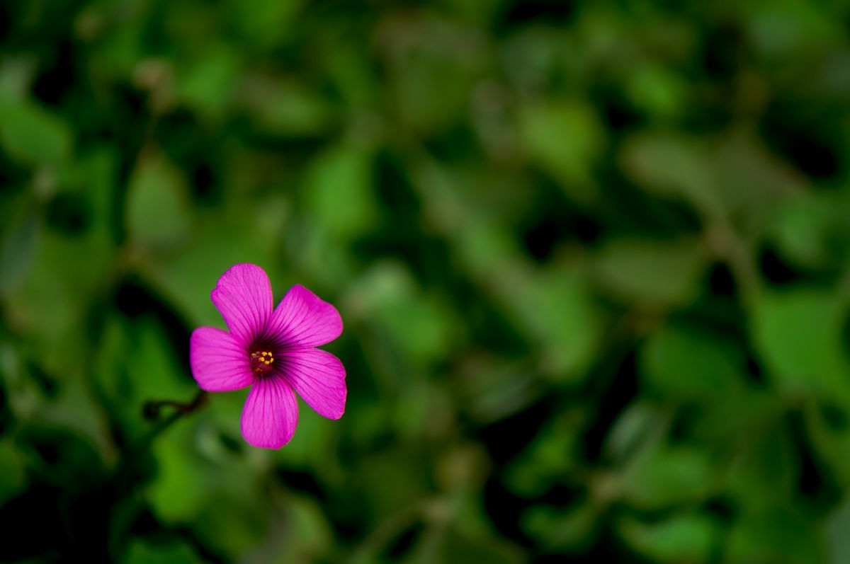 HANA ICHIRIN♪ | GANREF