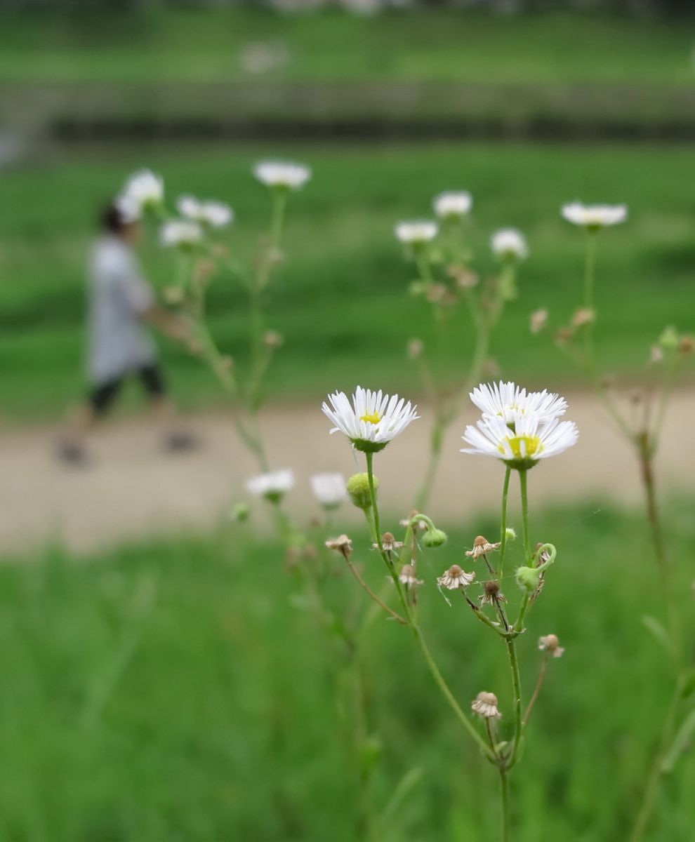 ひっそりと可憐に | GANREF