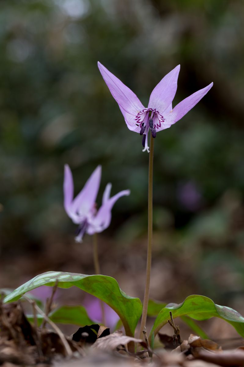 Spring ephemeral | GANREF