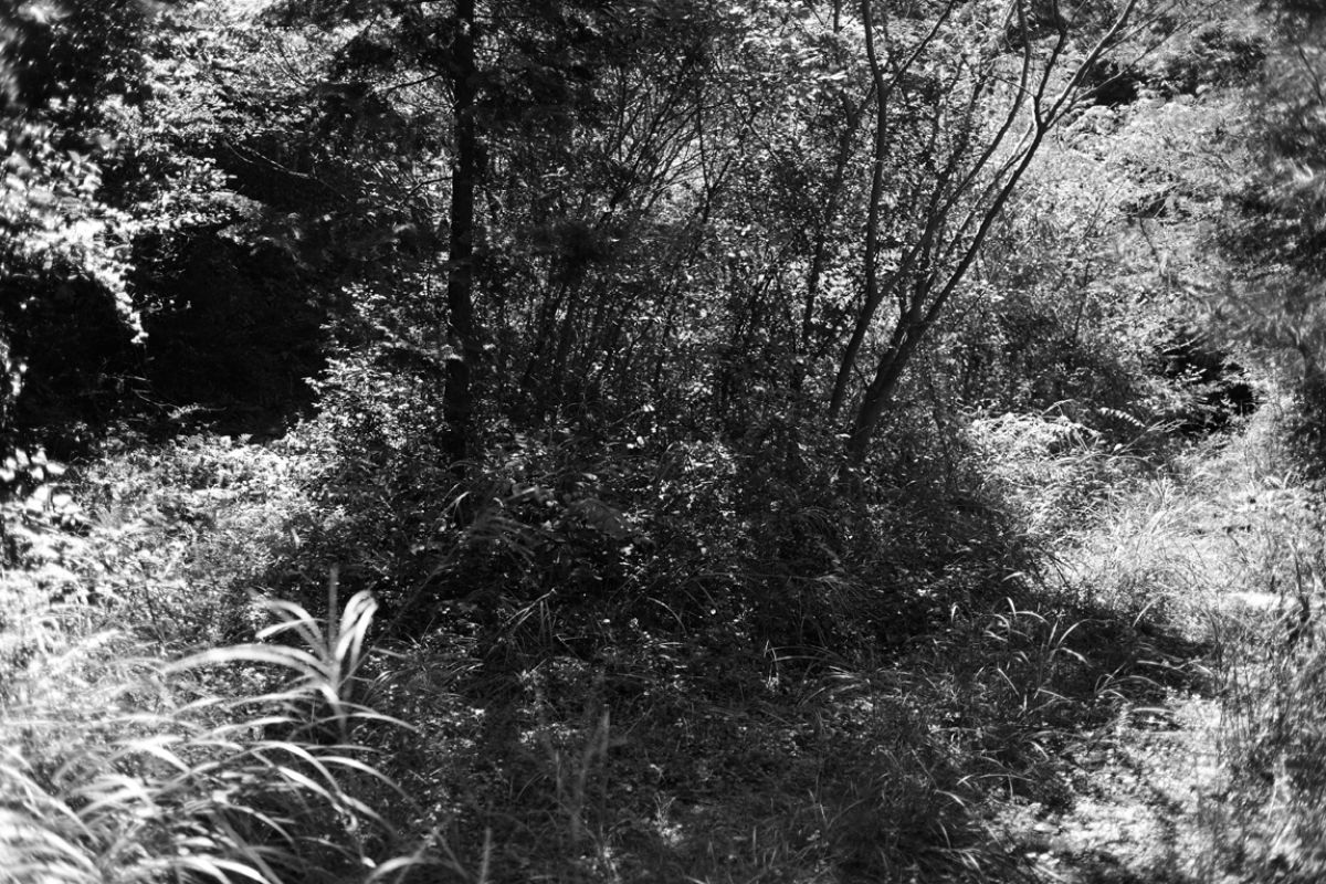 shige_55431.jpg | GANREF