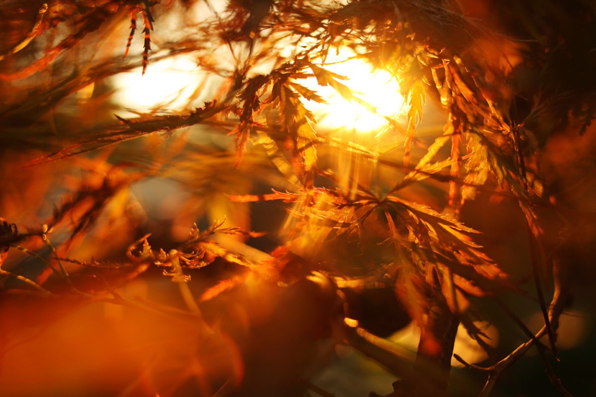 shige_07771.jpg | GANREF