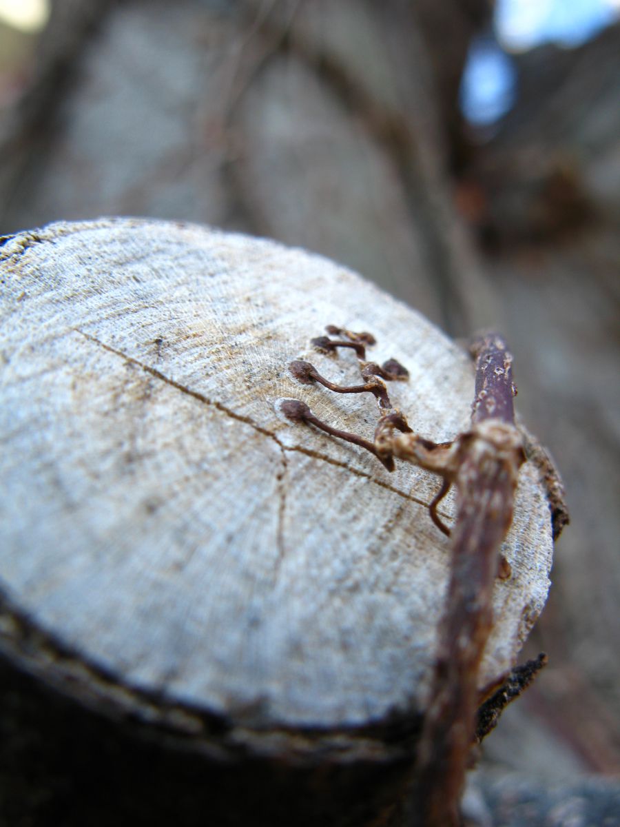 free climbing | GANREF