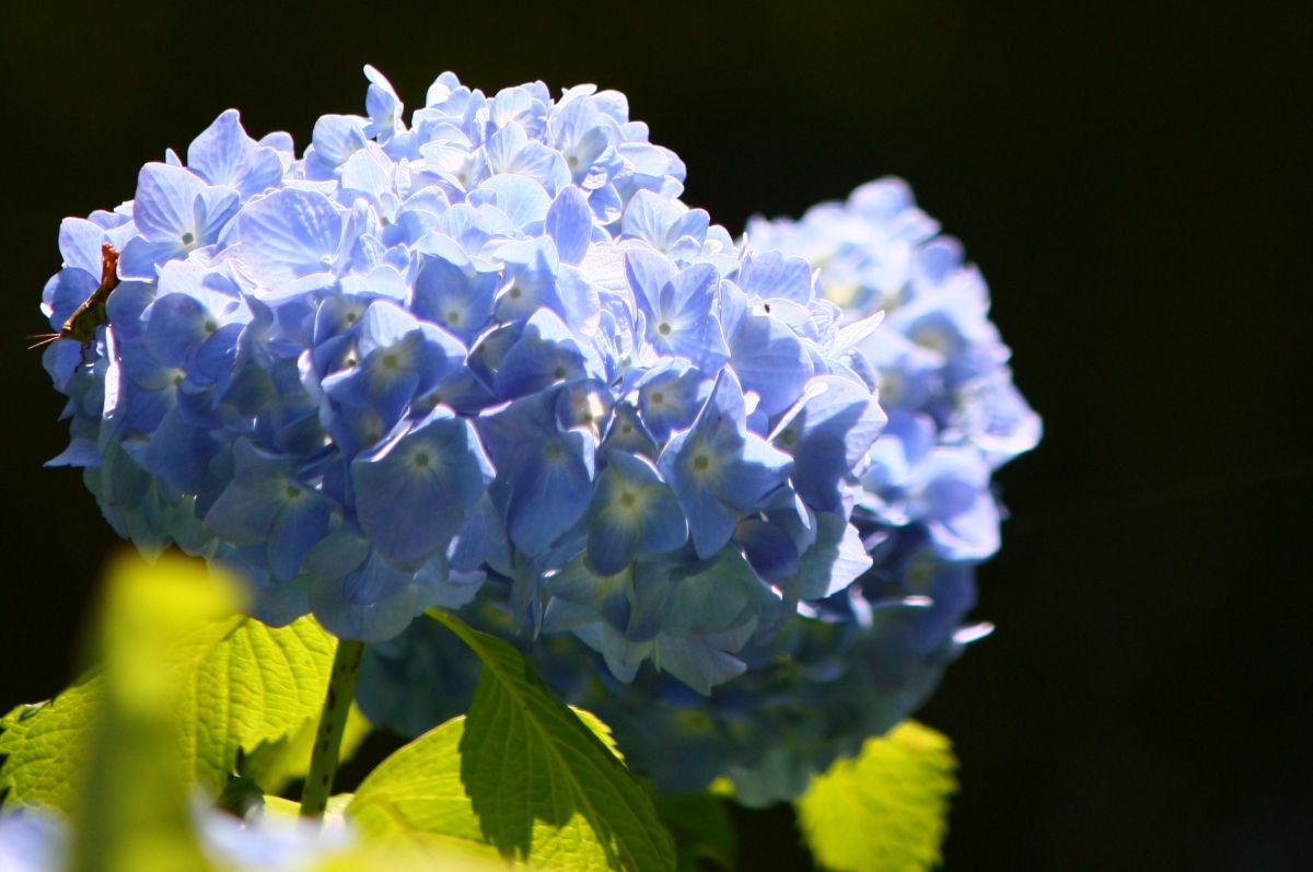 紫陽花 shining | GANREF