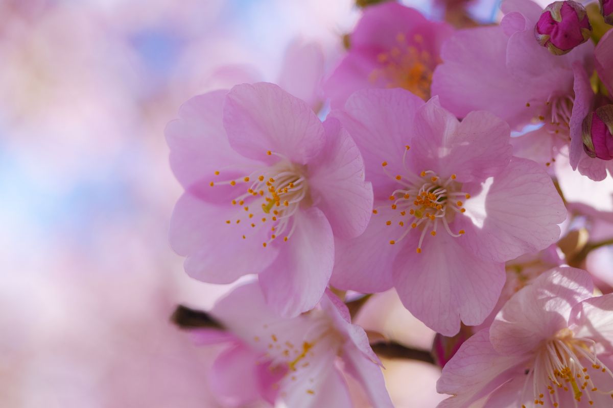 SMC MACRO TAKUMAR 50㎜/F4 | GANREF