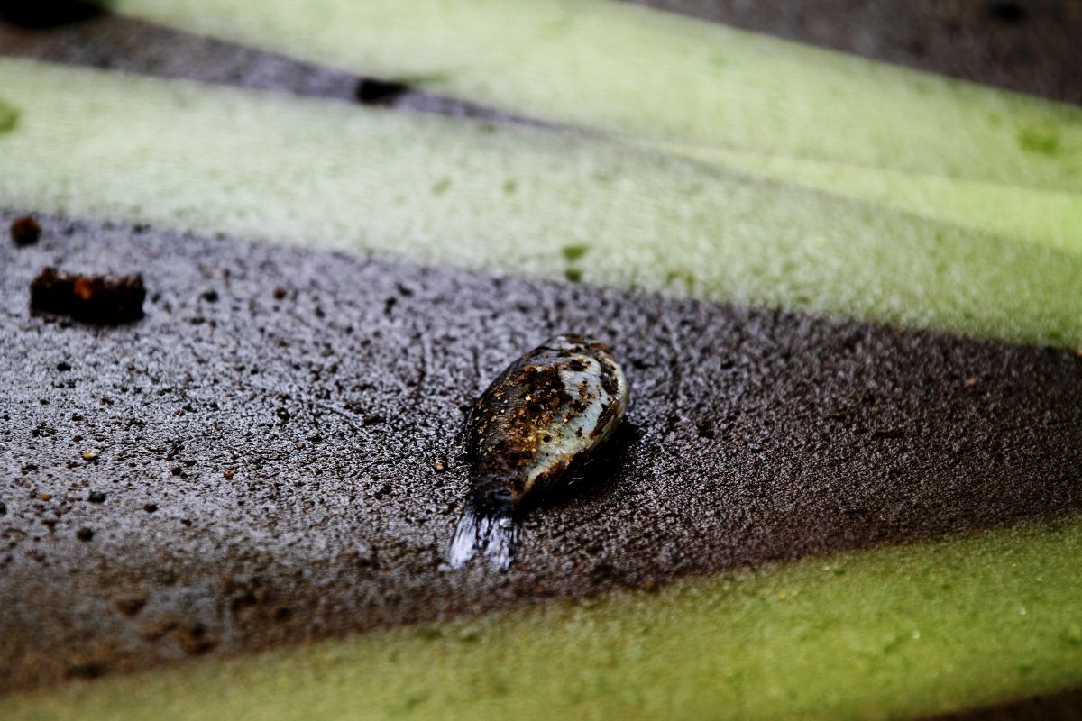 KEEP OUT！ | GANREF