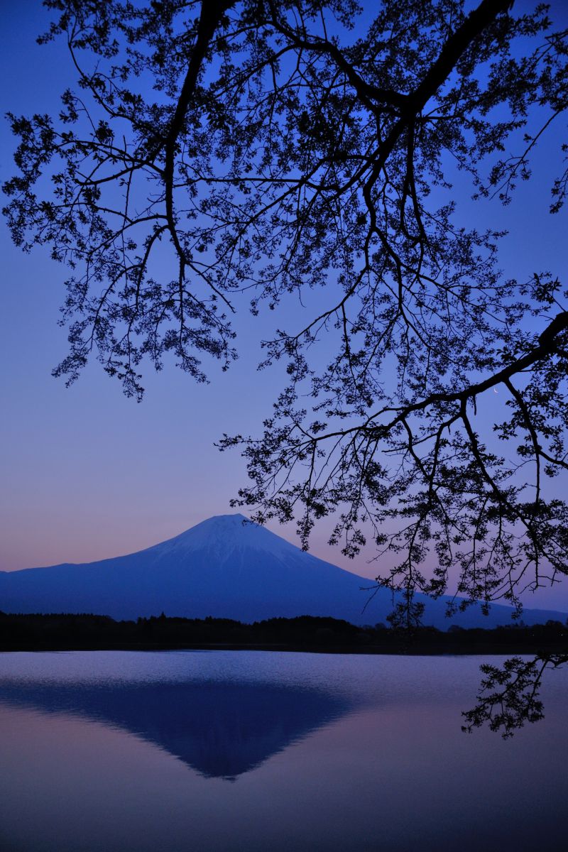 さくら富士 | GANREF