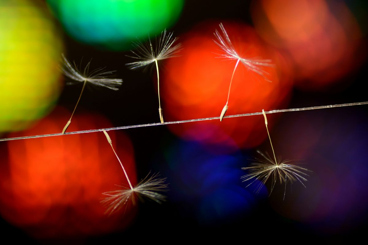 dance!dance!dance! | GANREF