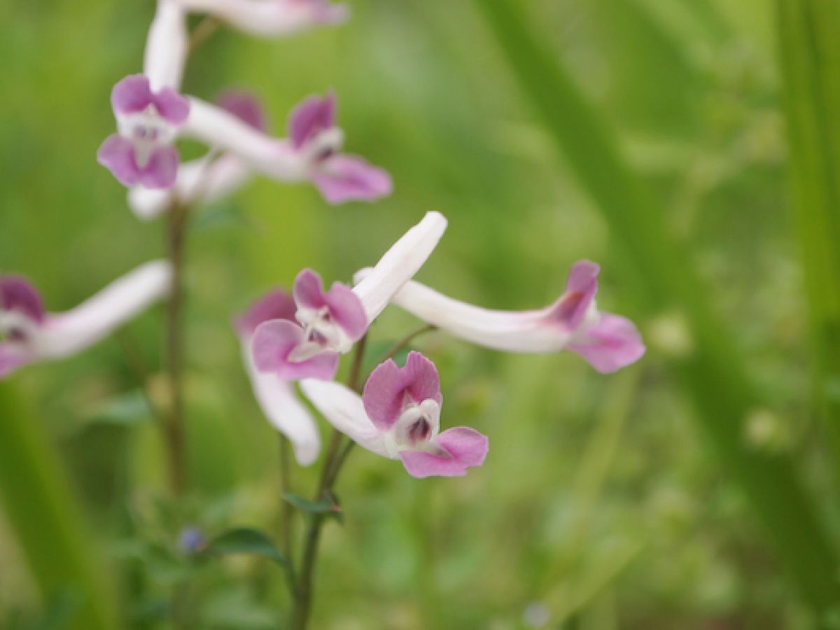 Spring Comes | GANREF