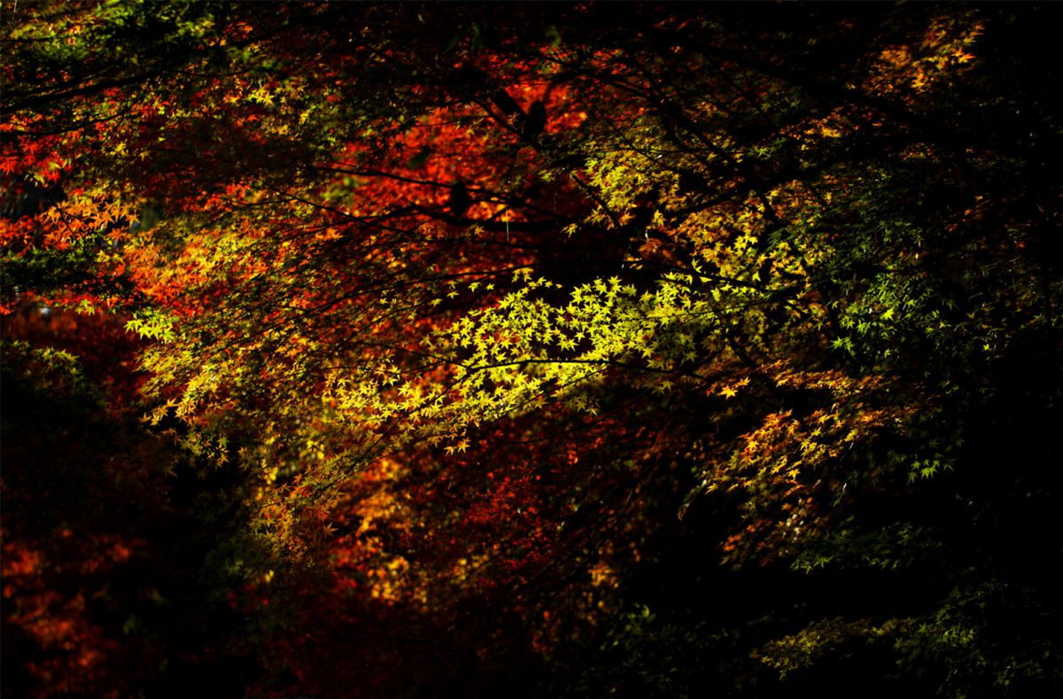 colour in autumn | GANREF