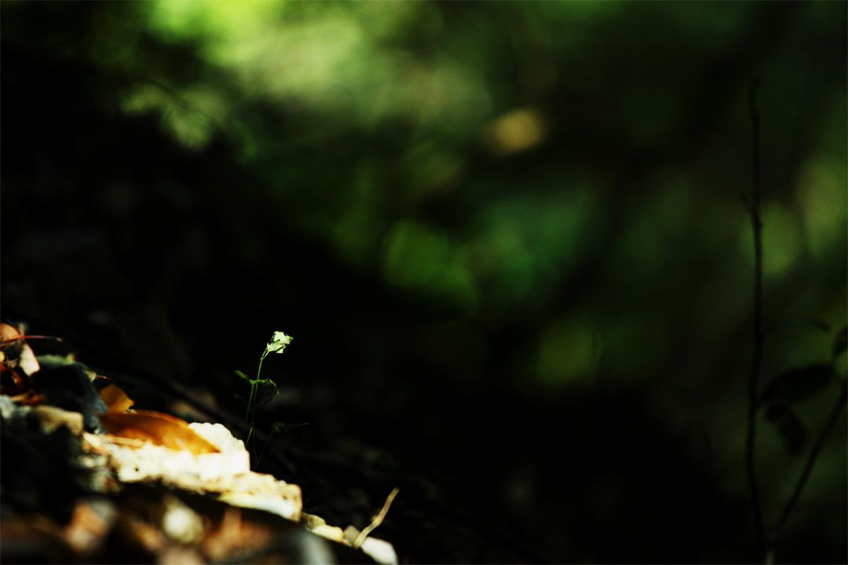 MORI no NAKA | GANREF