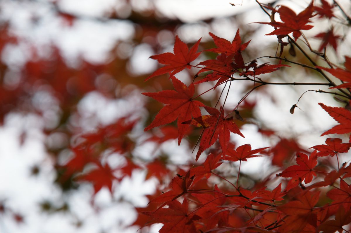 ぼかしました！！ | GANREF