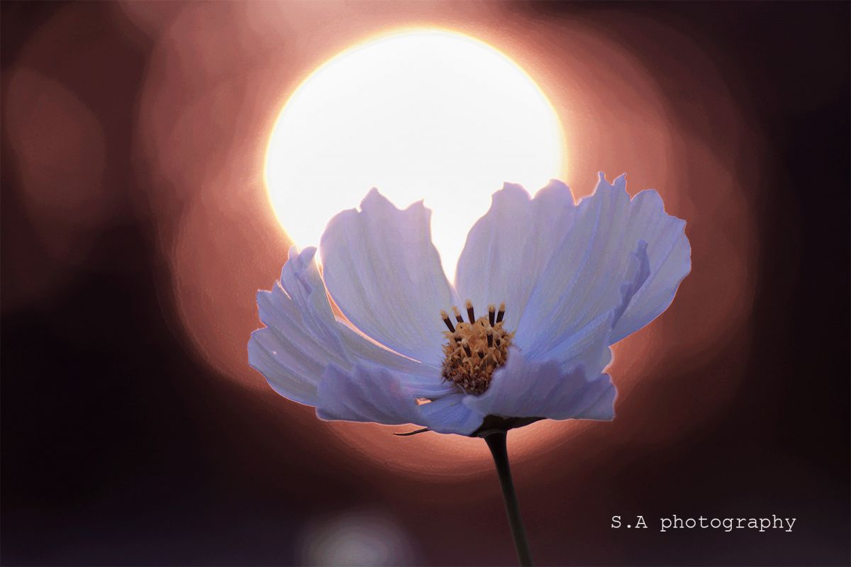 Good morning kiss | GANREF