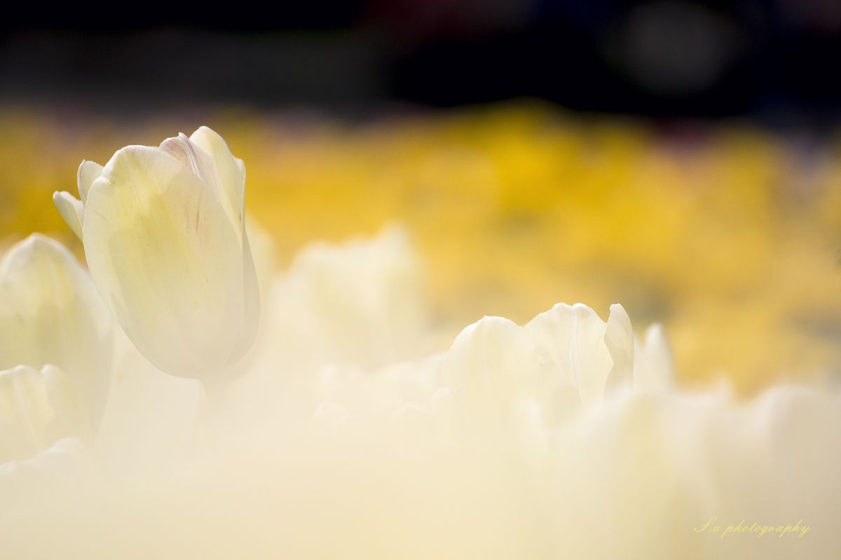 Little child | GANREF