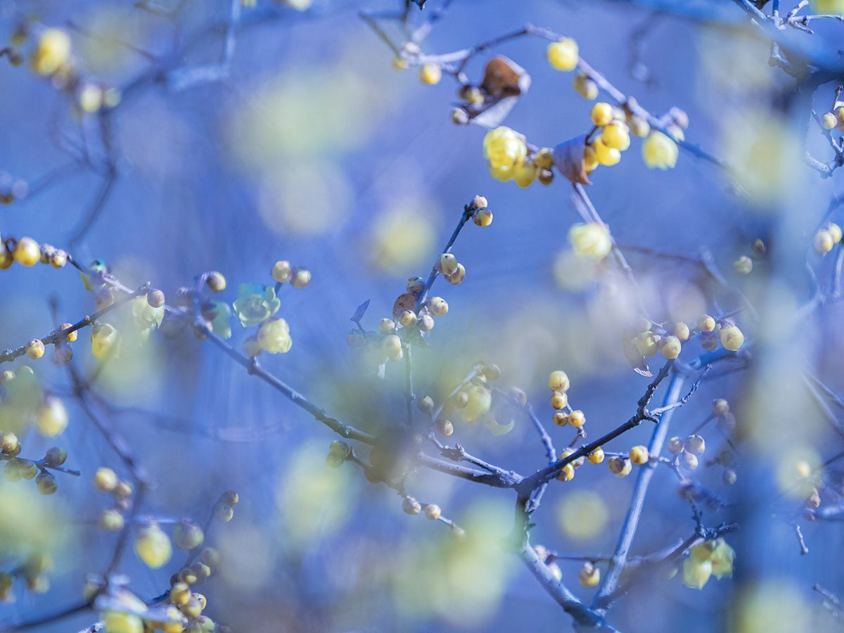 Flower pattern | GANREF