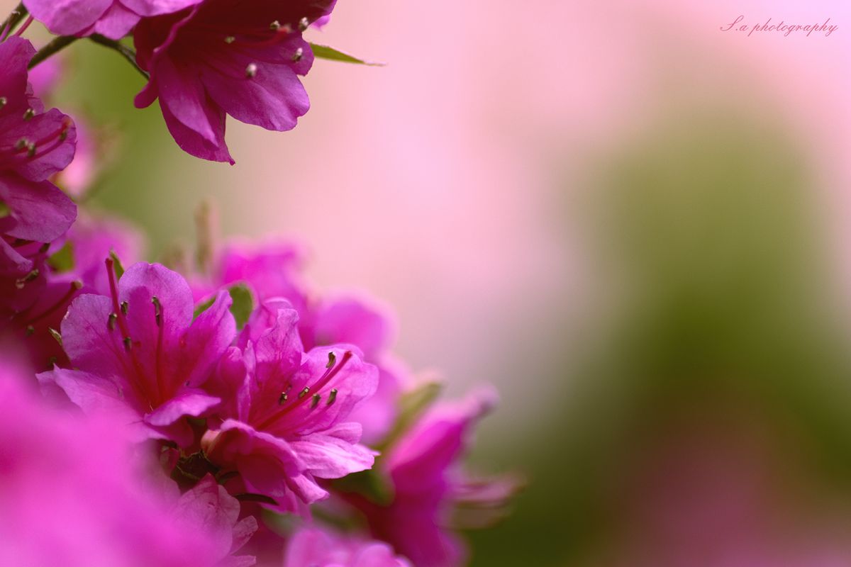 Spring flower | GANREF