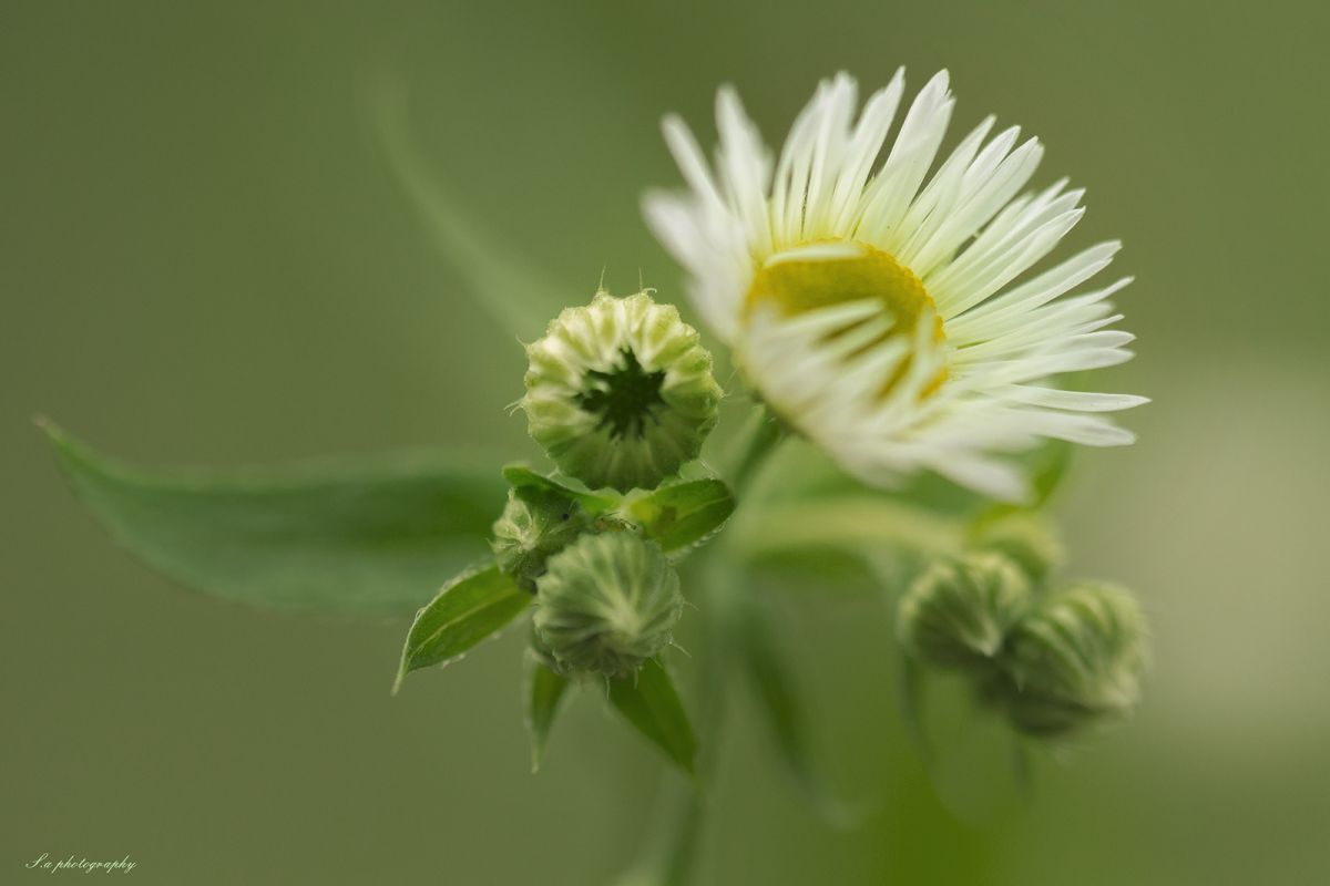 Flower Essence | GANREF