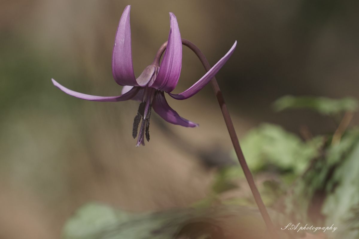 Spring gifts | GANREF