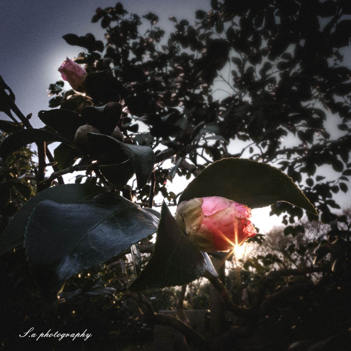 Camellia's composition | GANREF