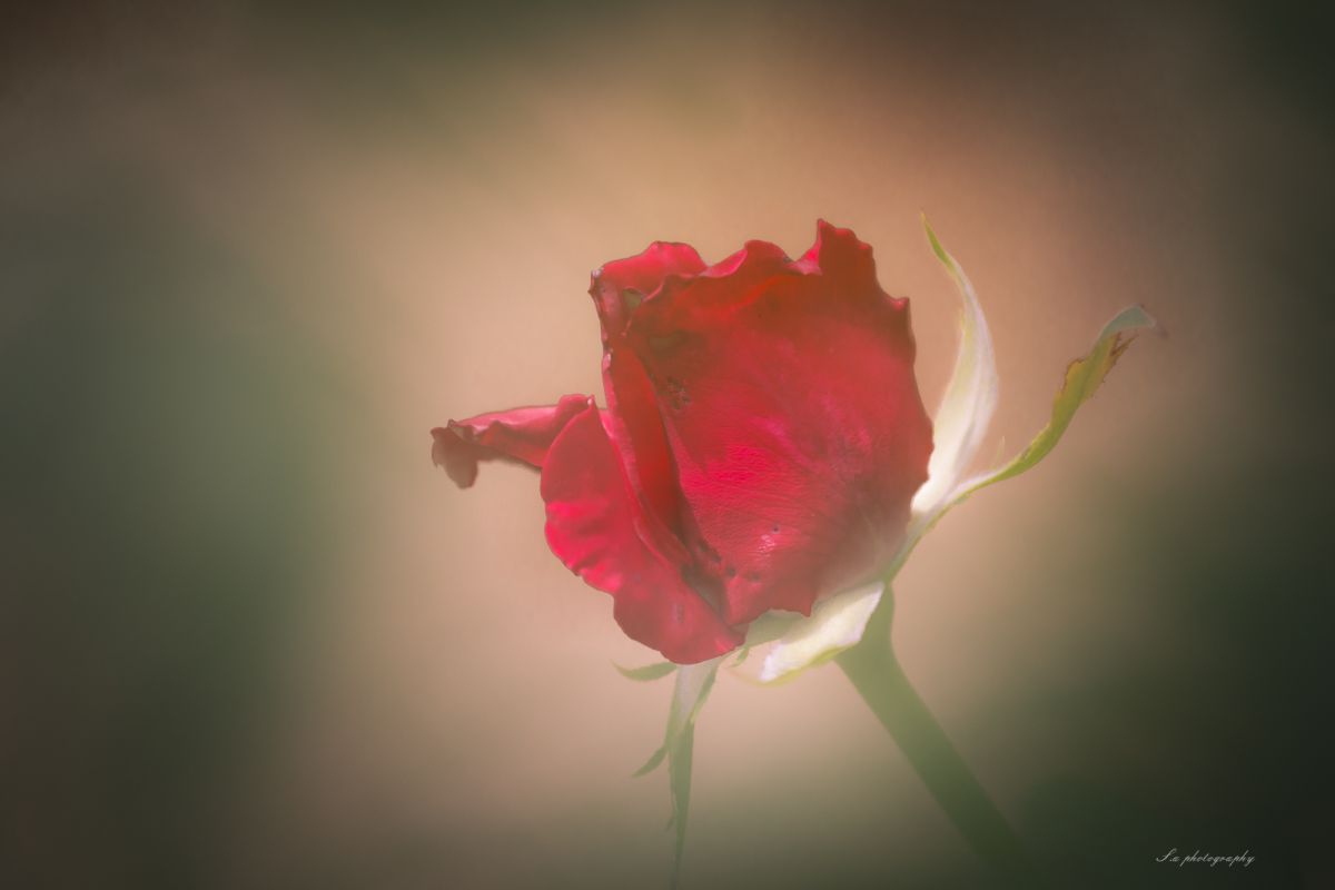 beautiful flower | GANREF