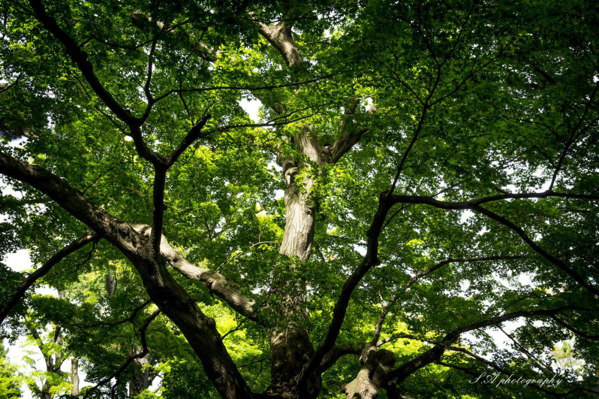 Early summer tree | GANREF