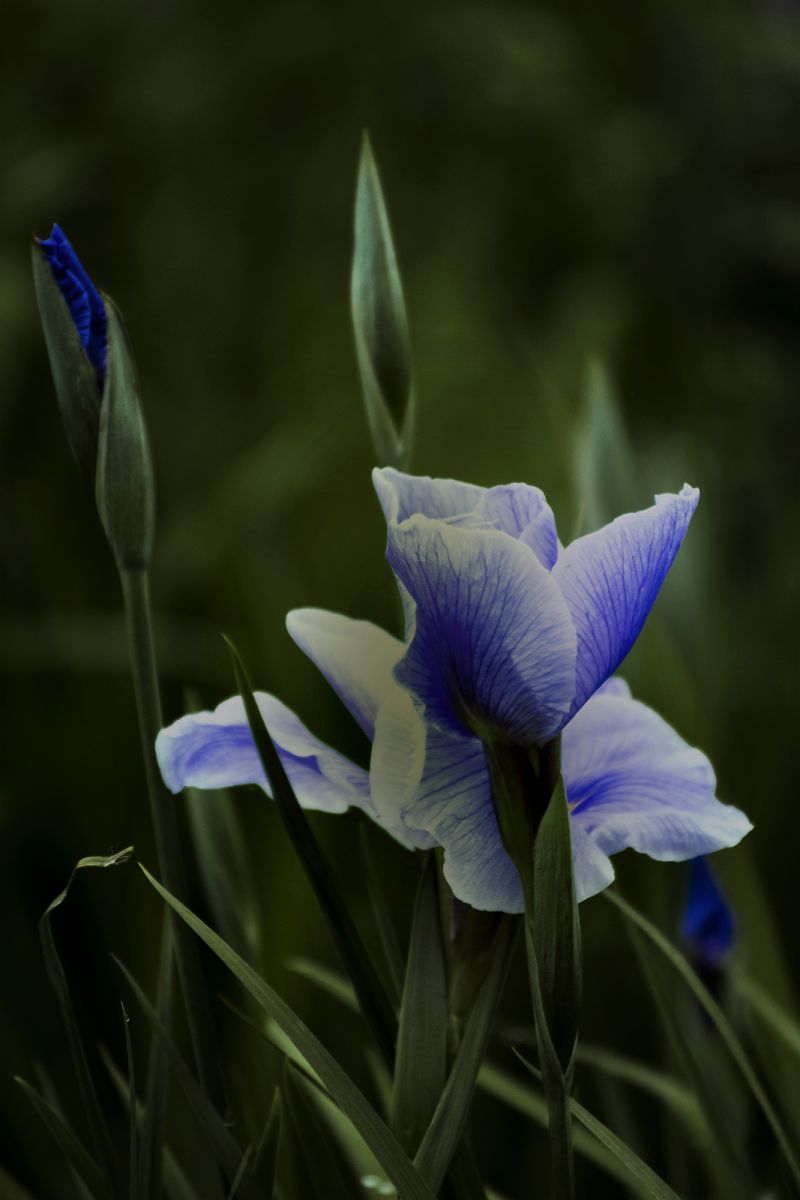 iris | GANREF