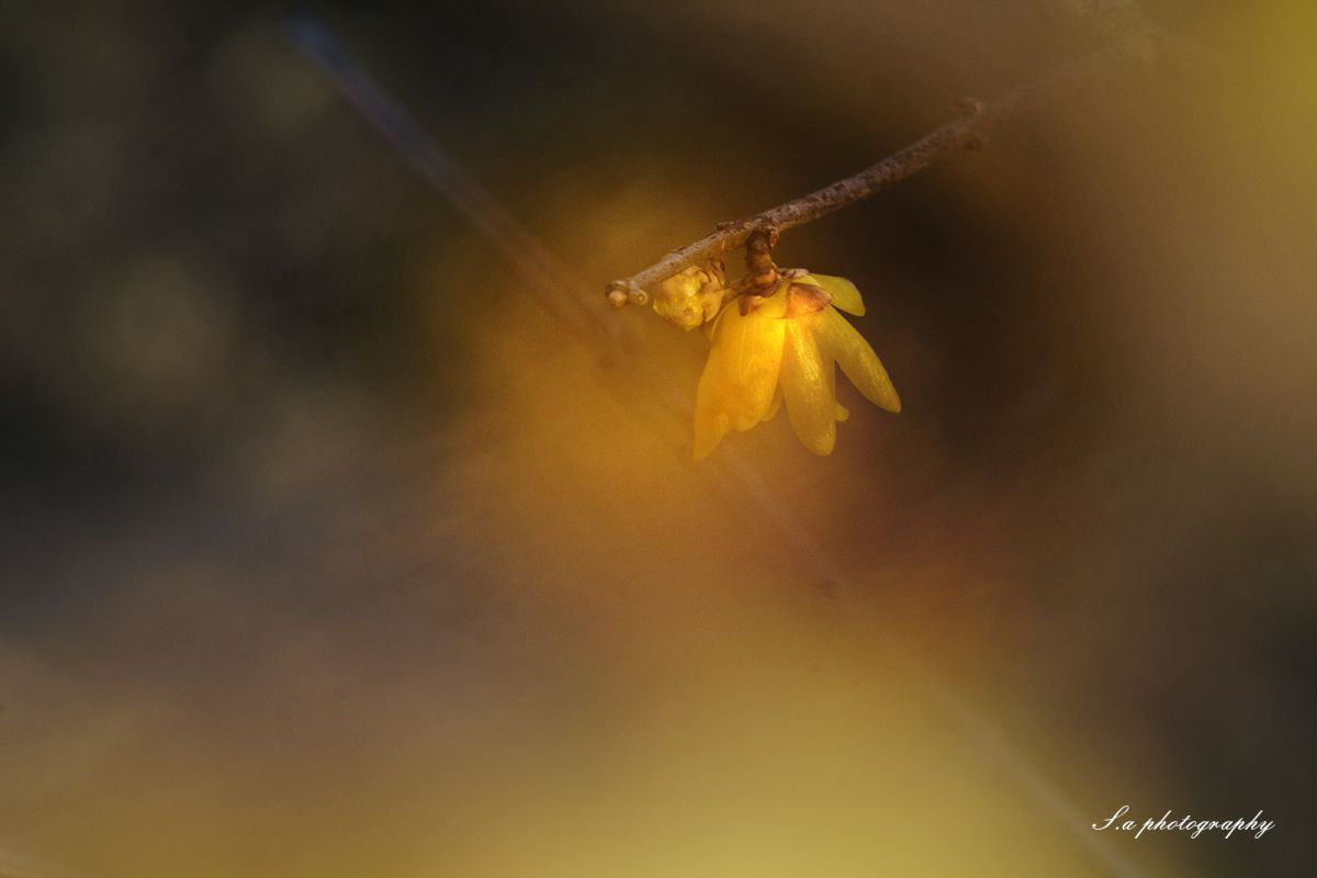 deep yellow | GANREF