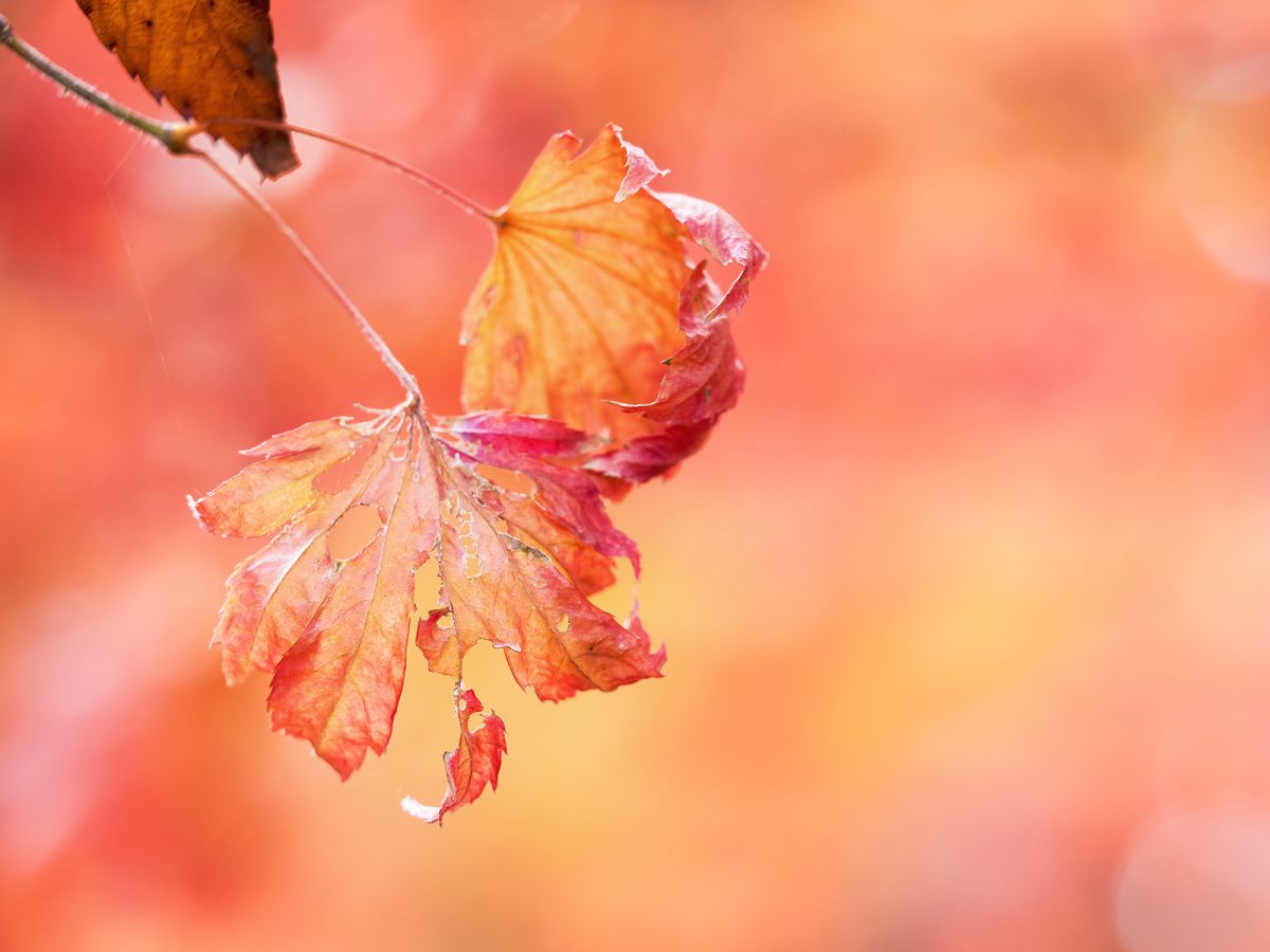 It will end soon | GANREF