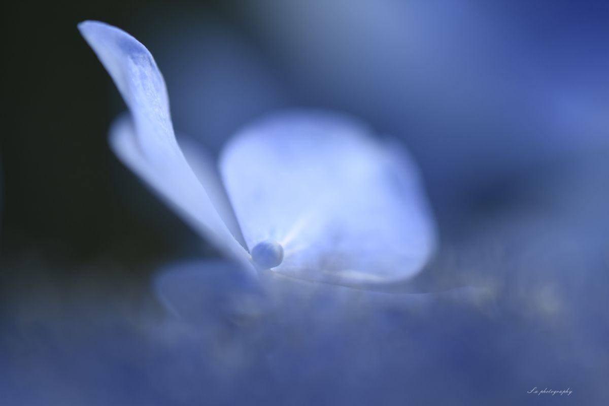 Illusion of blue | GANREF