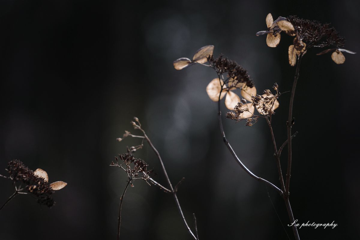 Winter scene | GANREF