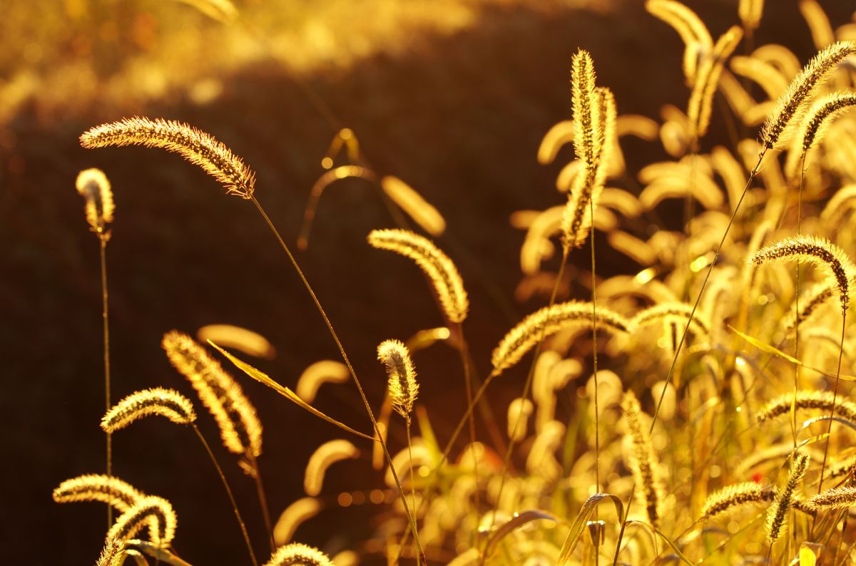 GOLDエノコログサ | GANREF