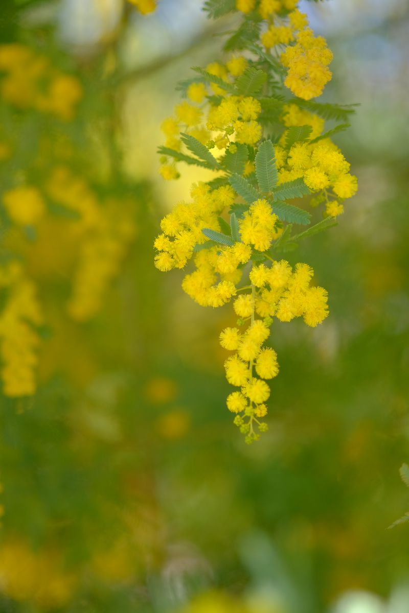 ミモザの花 | GANREF