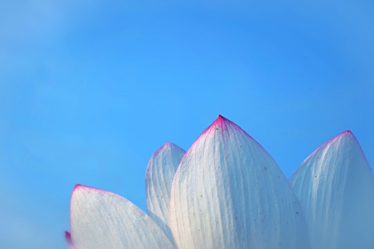 古代蓮の里 | GANREF