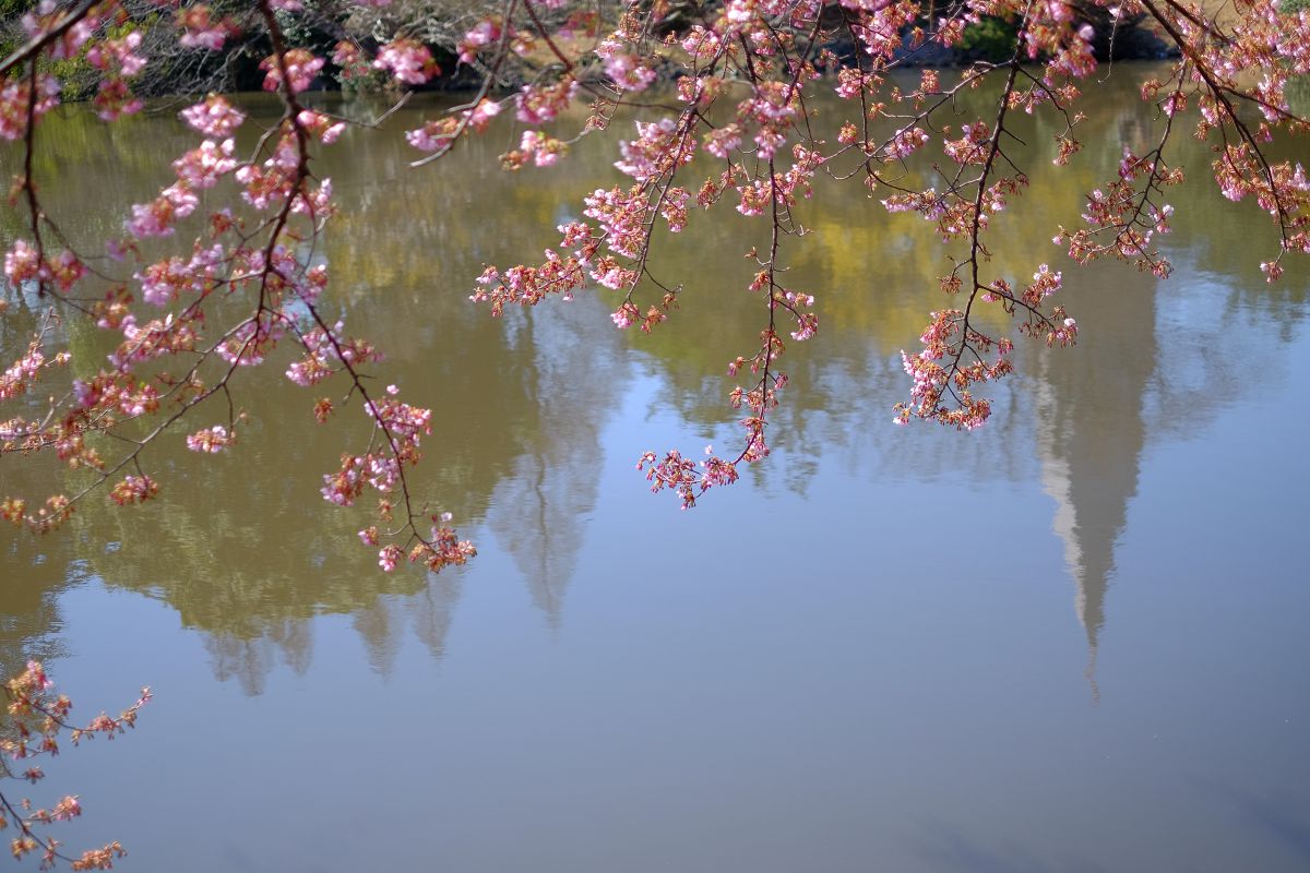 桜の咲く頃 | GANREF