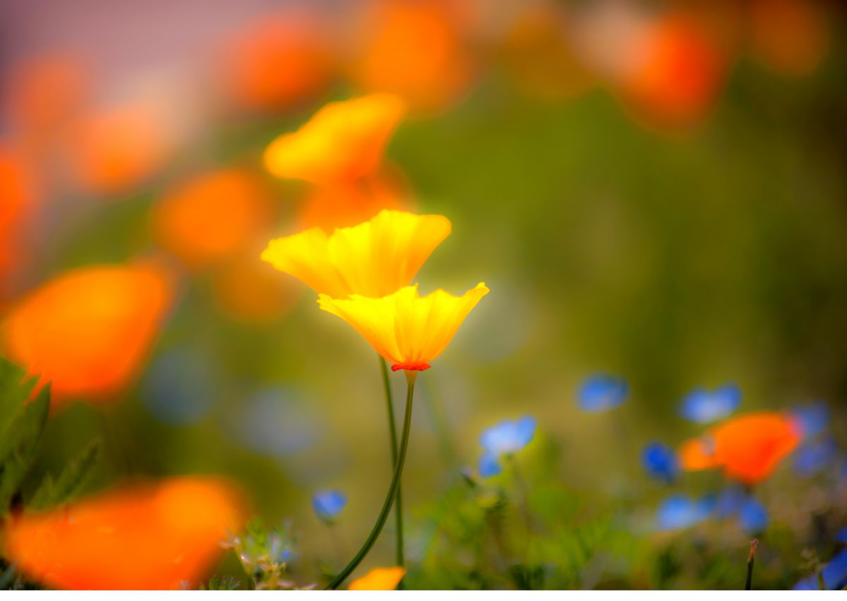 おもいやり | GANREF