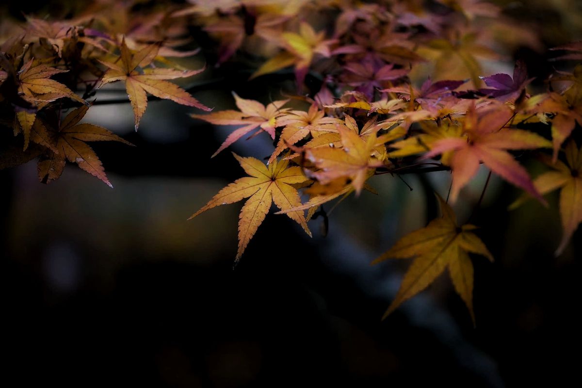 Classicchrome and under | GANREF