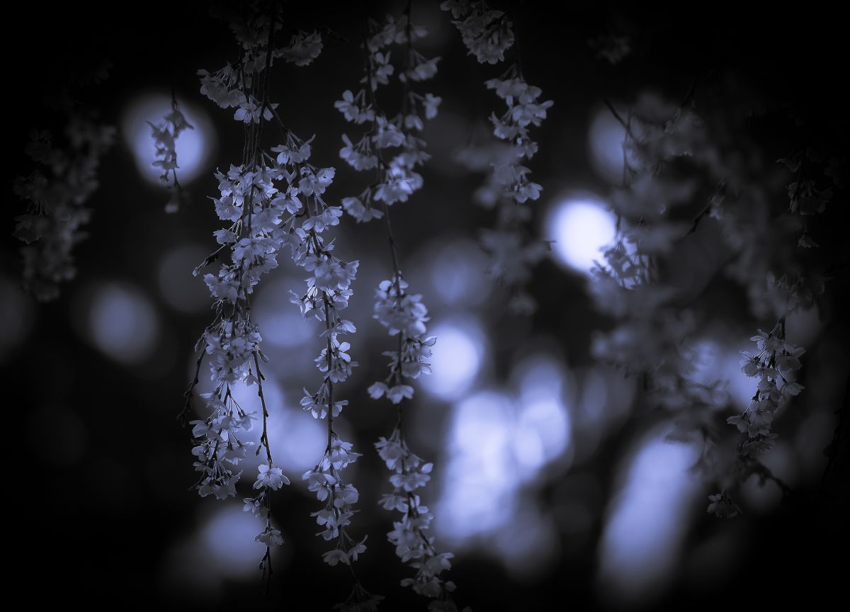 Grey Shadow | GANREF