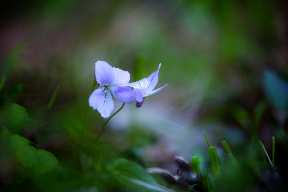 Dancing sisters | GANREF