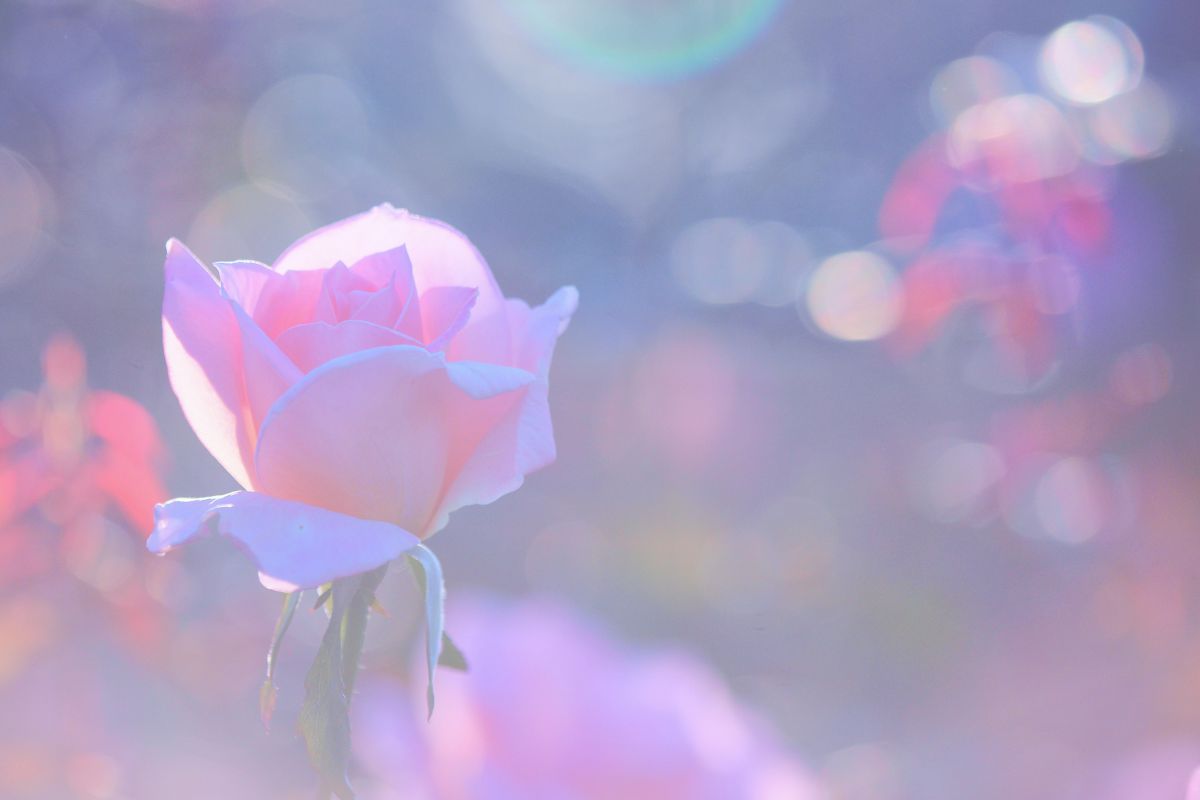 Sweet Memory♪ | GANREF