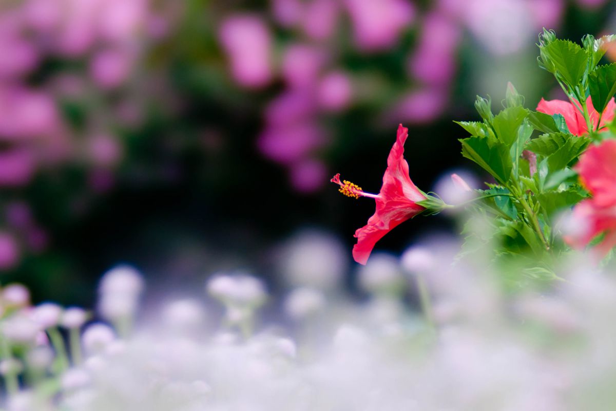 Fairy of a ruby | GANREF