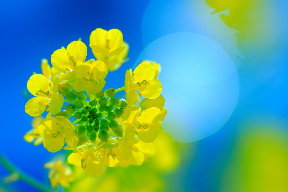 Spring Symphony♪ | GANREF