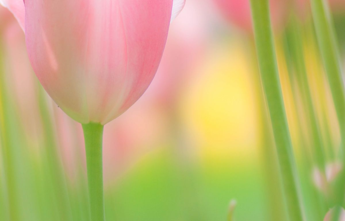 Pastel hour | GANREF