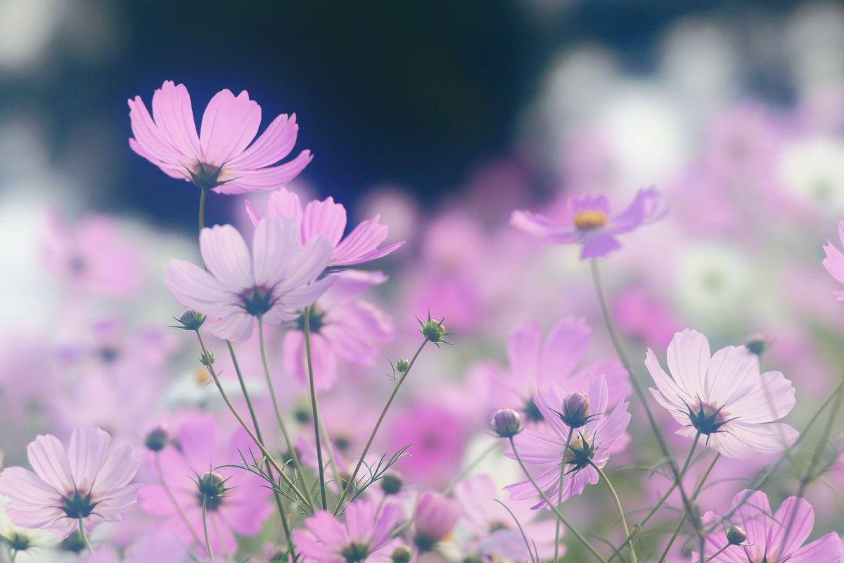 Pastel Wind♪ | GANREF