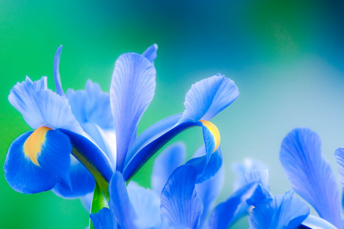 Blue crystal | GANREF