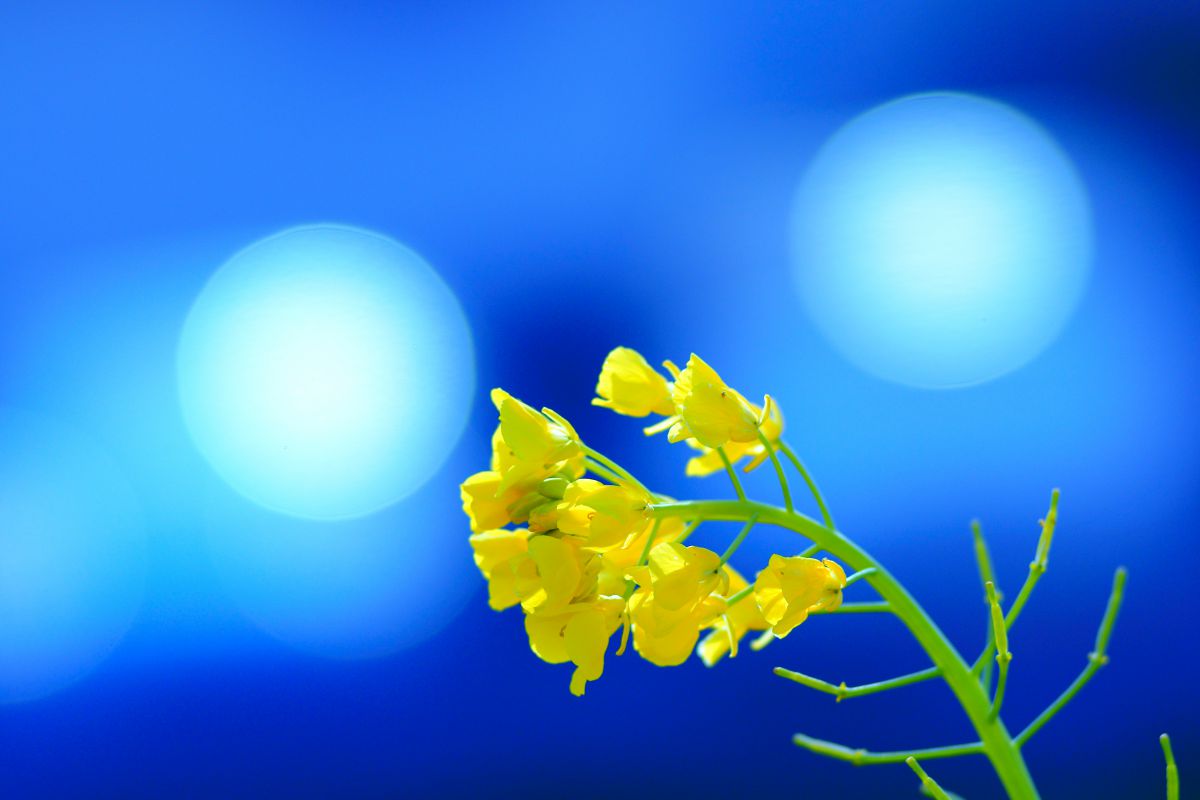 Double Fantasy | GANREF