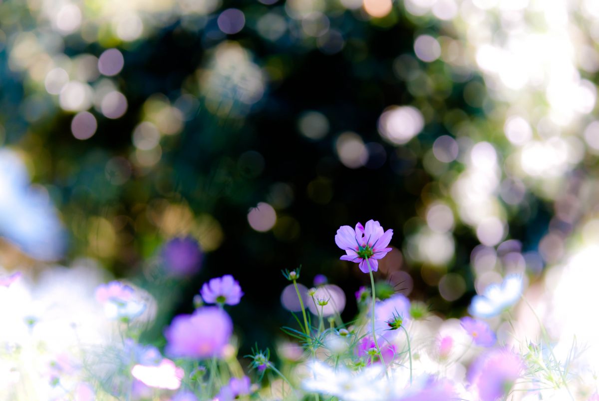 Light of Window | GANREF