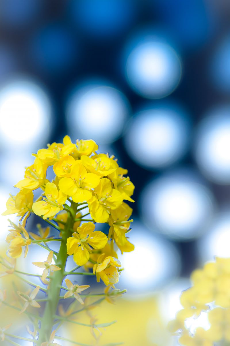 Spring of Dreams. | GANREF