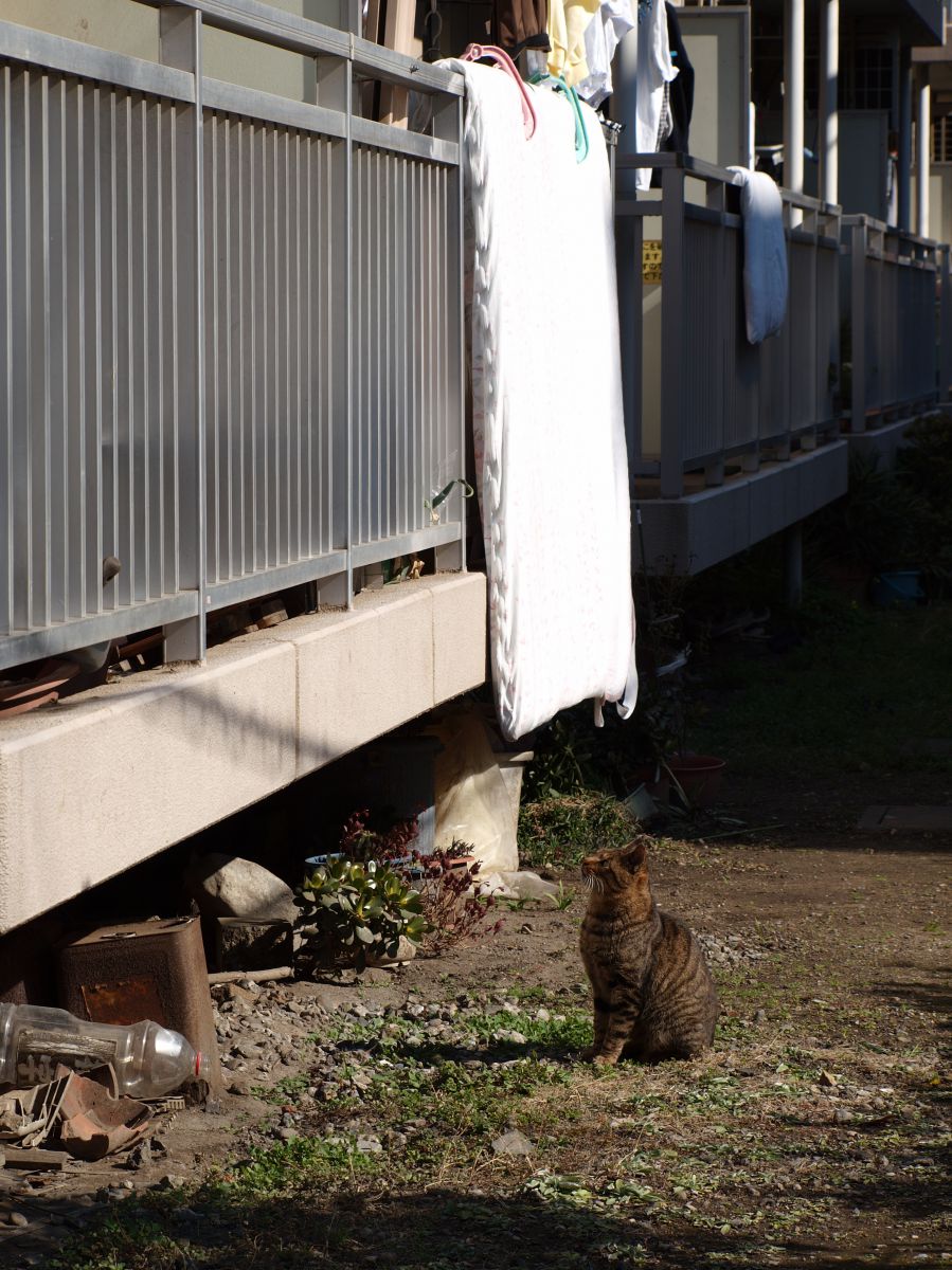 入れてほしいナ | GANREF